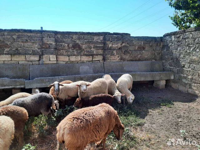 Ярки баранчики