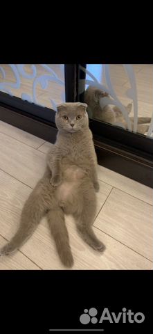 Кот шотландец