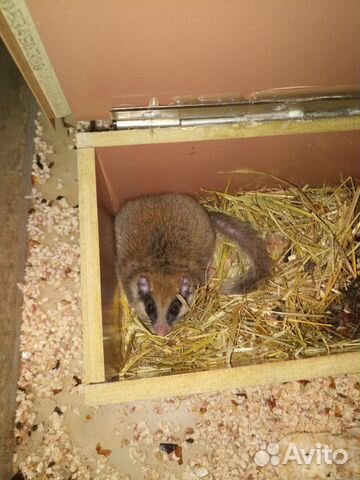 Лесная соня