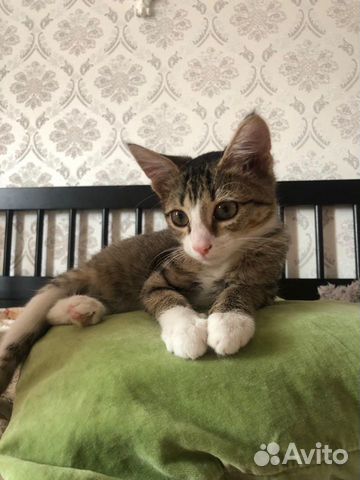 Котенок полу бенгал. Девочка