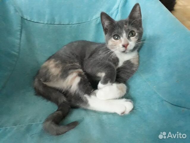 Котенок 3,5 месяца, девочка