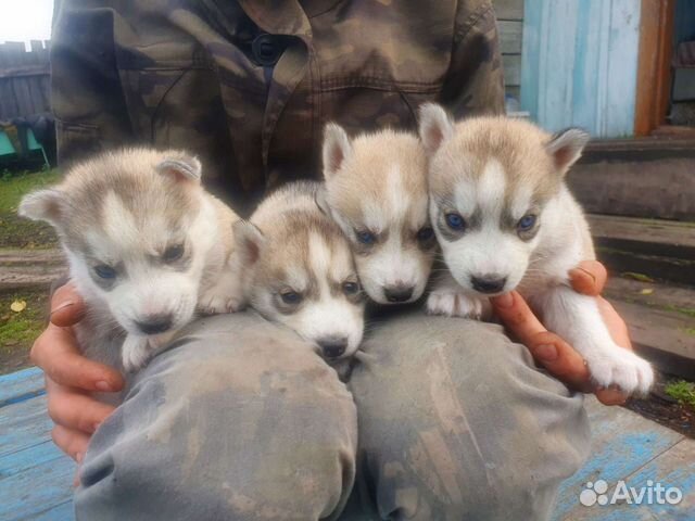 Щенки хаски