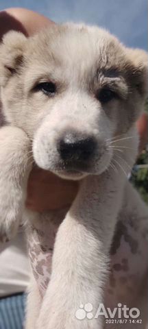 Среднеазиатская овчарка алабай щенки