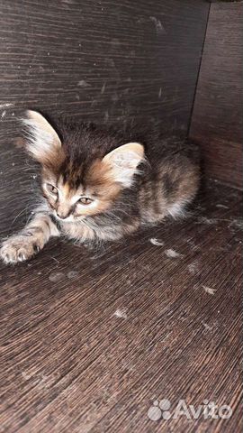 Курильский бобтейл