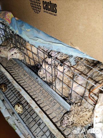 Перепела, головы и лапы