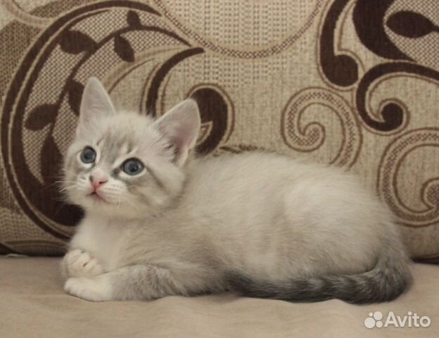 Котенок девочка 2 мес