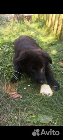 Щенок в добрые руки бесплатно