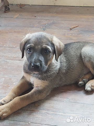 Замечательный щенок в добрые руки с доставкой