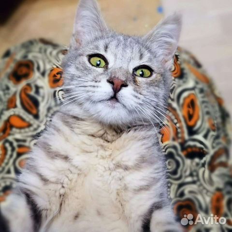 Котёнок, котята серая малышка 4 мес в дар