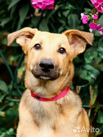 Щенок в дар, девочка Мани, 6 месяцев