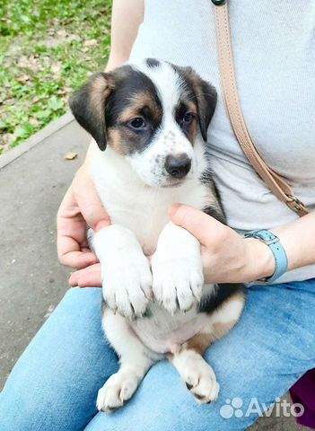 Сеня ищет дом