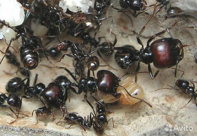 Messor barbarus 300+