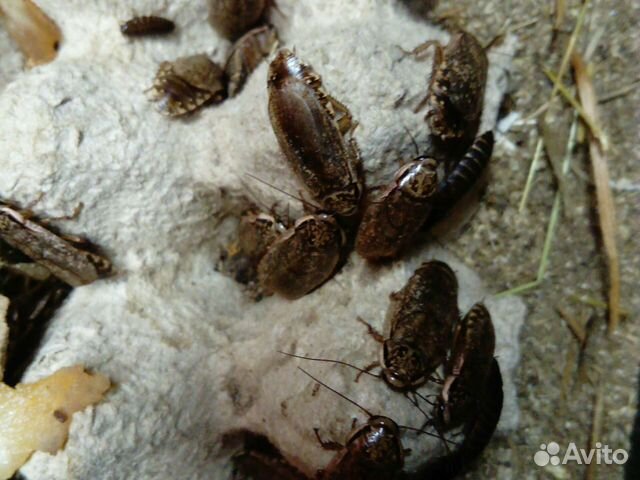 Мраморные тараканы