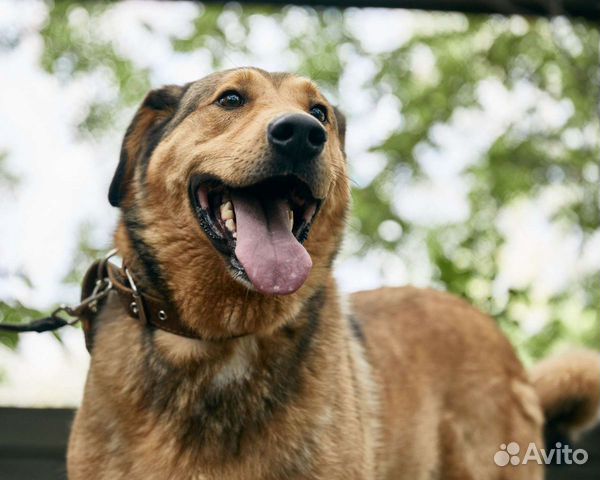 Улыбчивый Геракл ищет дом