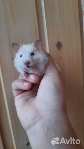 Сирийский хомячок