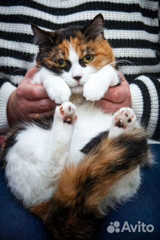 Кошечка Марфуша