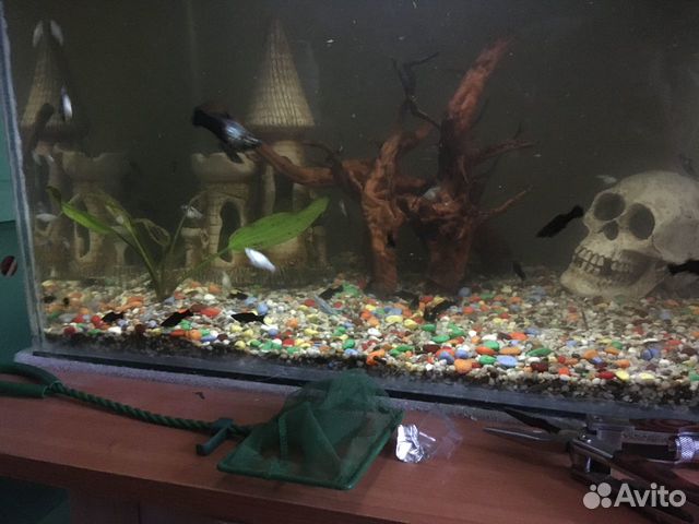 Мальки малинези