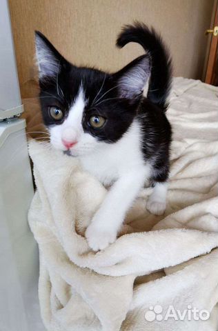 Котенок