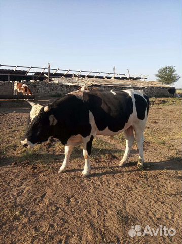 Быки и телки