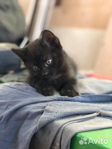 Котенок дымка