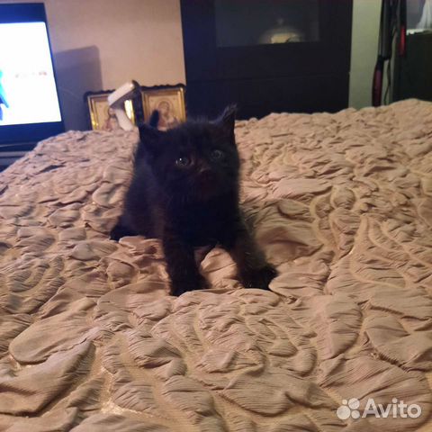 Черный котенок от британской кошки