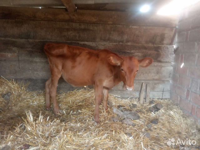 Тёлка 5 месяцев