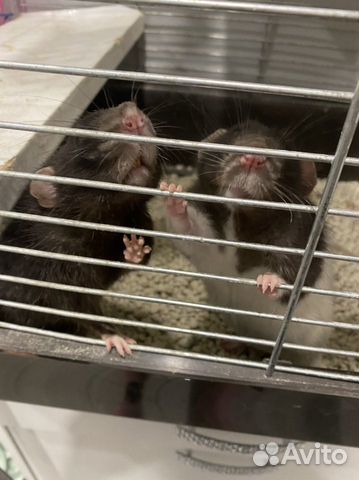 Крысы 2 брата в добрые руки со всеми вещами