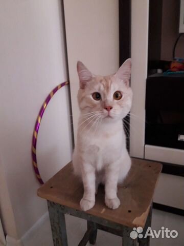 Кошки