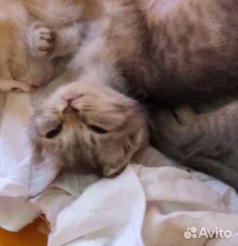Котятки в добрые руки. Серенькие и рыженький