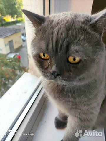 Найден Британский котик