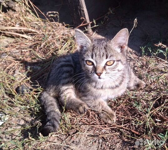 Кошечка ищет хозяев