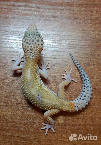 Гекконы Эублефары Ящерицы
