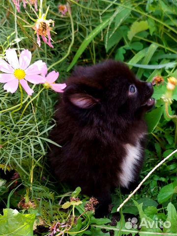 Померанский шпиц