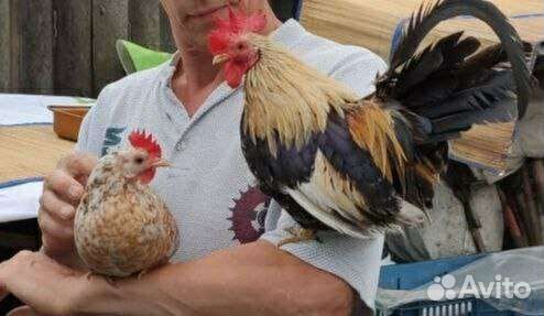 Куры несушки продам (Бентамка и Синь Синь Дянь)