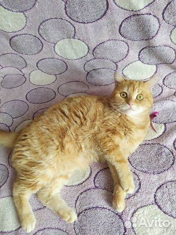 Британский кот Мирон