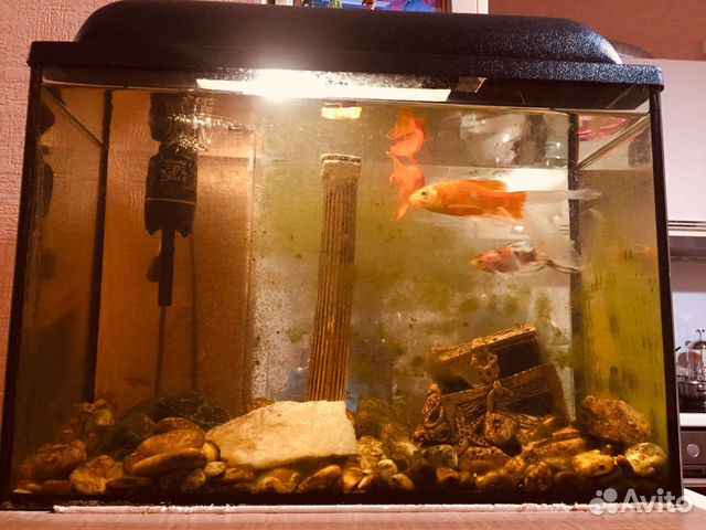 Аквариум