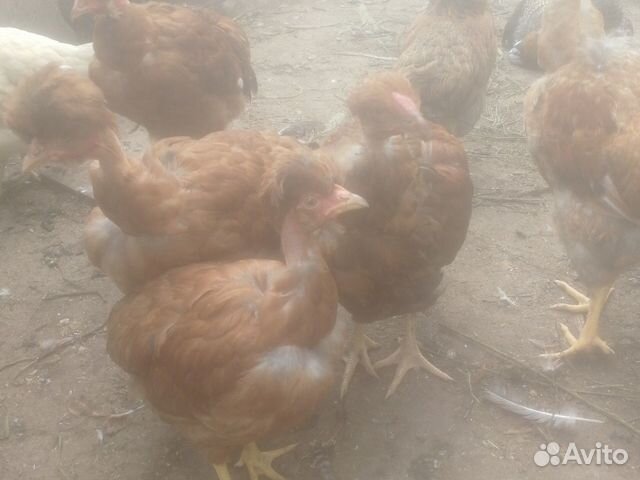 Петухи голошейки молодые