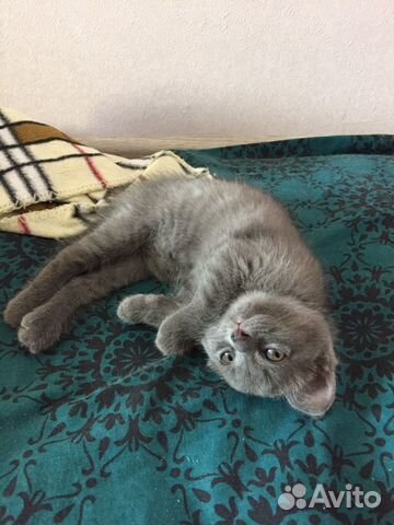 Британский котенок бесплатно