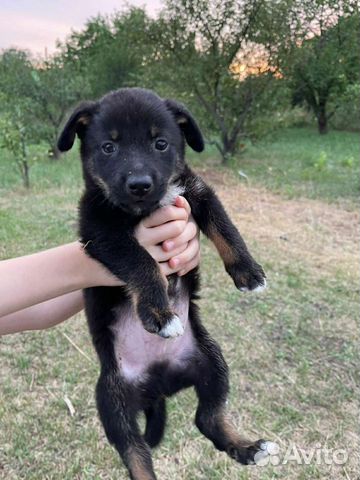 Щенок Жора в добрые руки