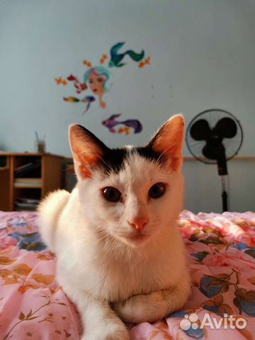 Котята бесплатно