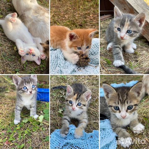 Котята в добрые руки