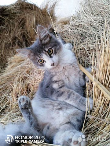 Котята в добрые руки бесплатно