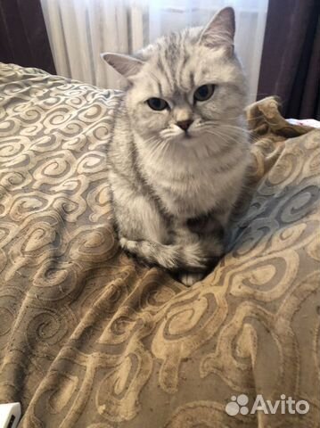Британская кошка, 3 года