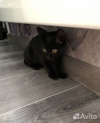 Бомбейский котенок мальчик в добрые руки