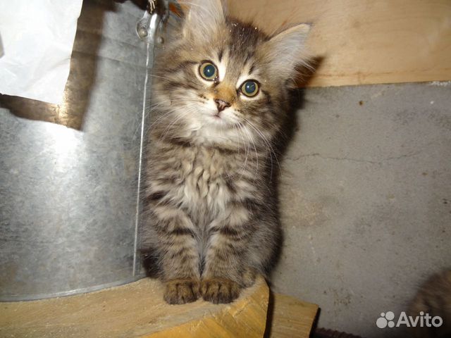 Отдам котят за рубль