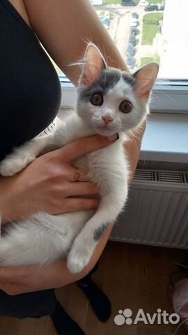 Кошка в дар