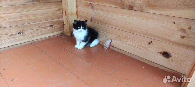 Котенок в дар