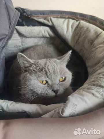 Британская кошка Плюша ищет дом