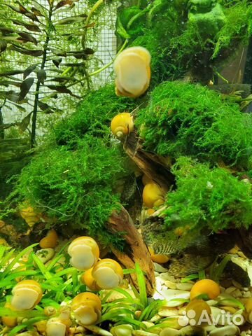 Отдам улиток ампулярии