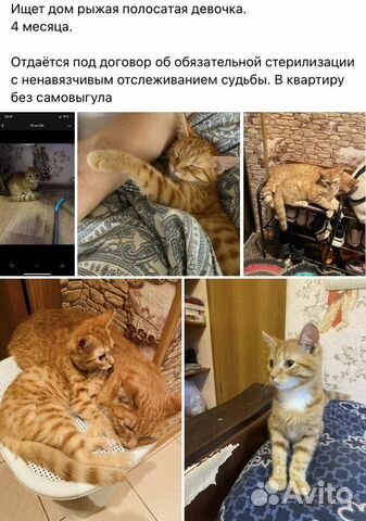 Котенок девочка полосатая